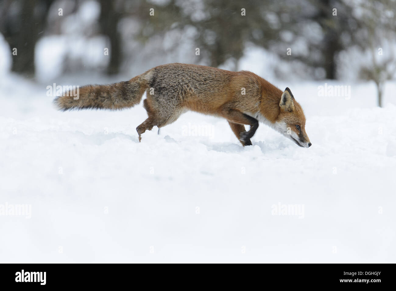 European Red Fox (Vulpes vulpes) adult, foraging on snow covered ...