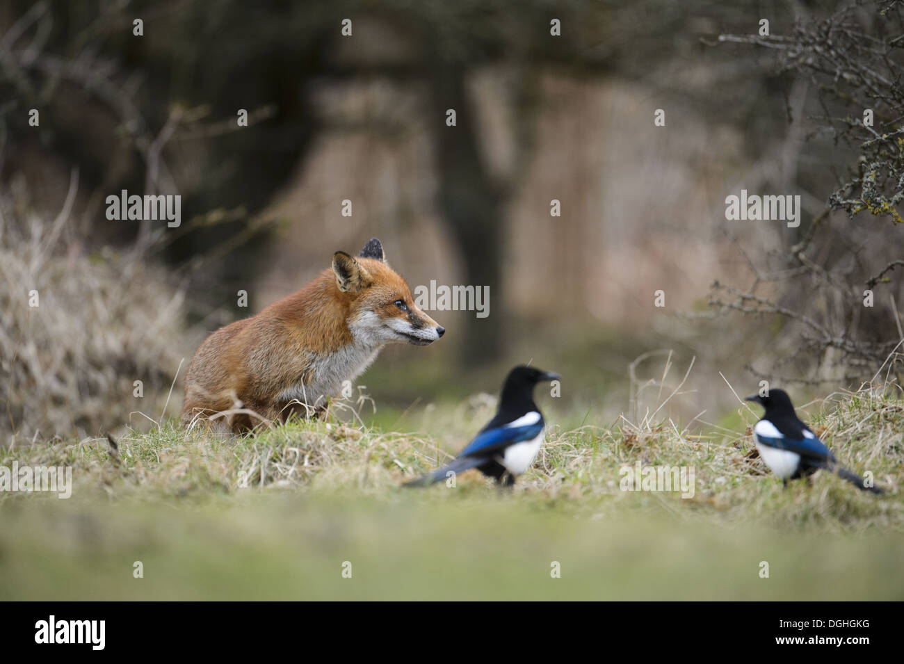 European Red Fox (Vulpes vulpes) adult with Common Magpies (Pica pica ...