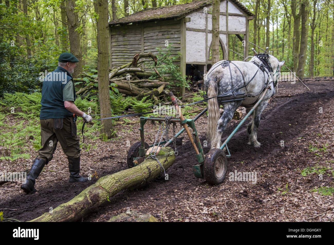 Draft horse horse logging hi-res stock photography and images - Alamy