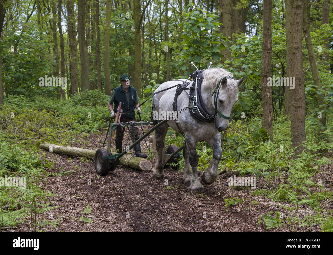 Horse, heavy horse, adult, used for forestry work, collecting logs in ...