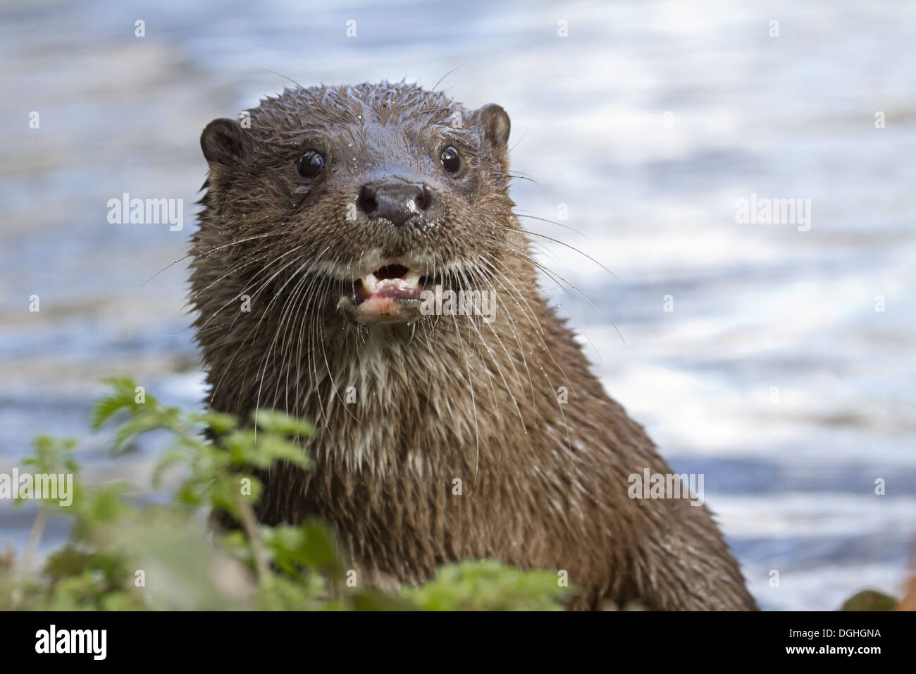 European Otter (Lutra lutra) adult, close-up of head, River Thet ...