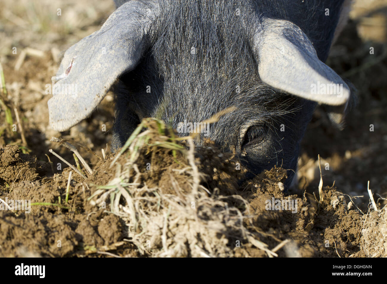 Domestic Pig, Saddleback, weaned piglet, close-up of head, rooting for ...