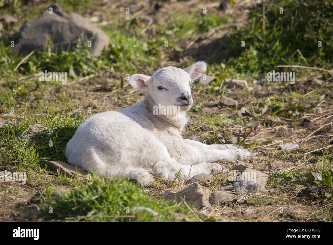 Domestic Sheep, Texel sired lamb, resting in pasture, Clitheroe ...
