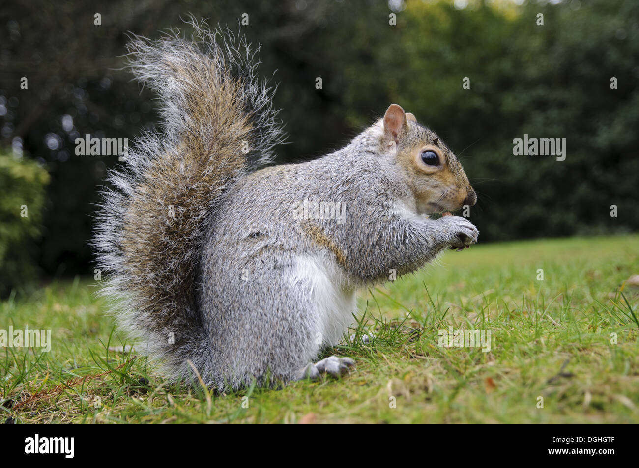 Eastern Grey Squirrel (Sciurus carolinensis) introduced species adult ...