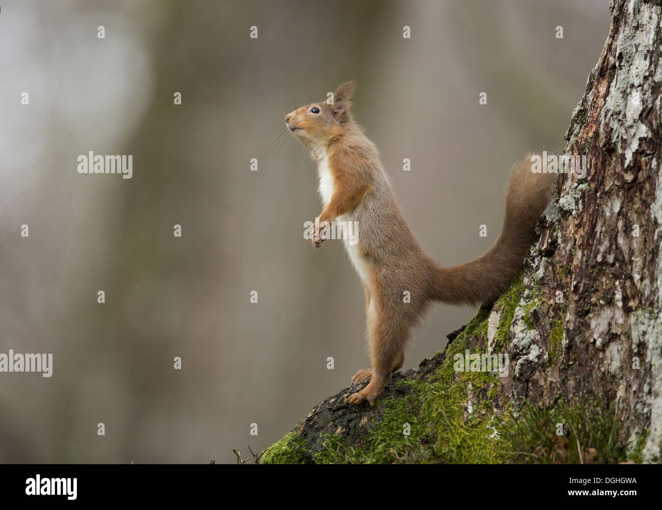 Squirrel On Her Back Legs High Resolution Stock Photography and Images ...