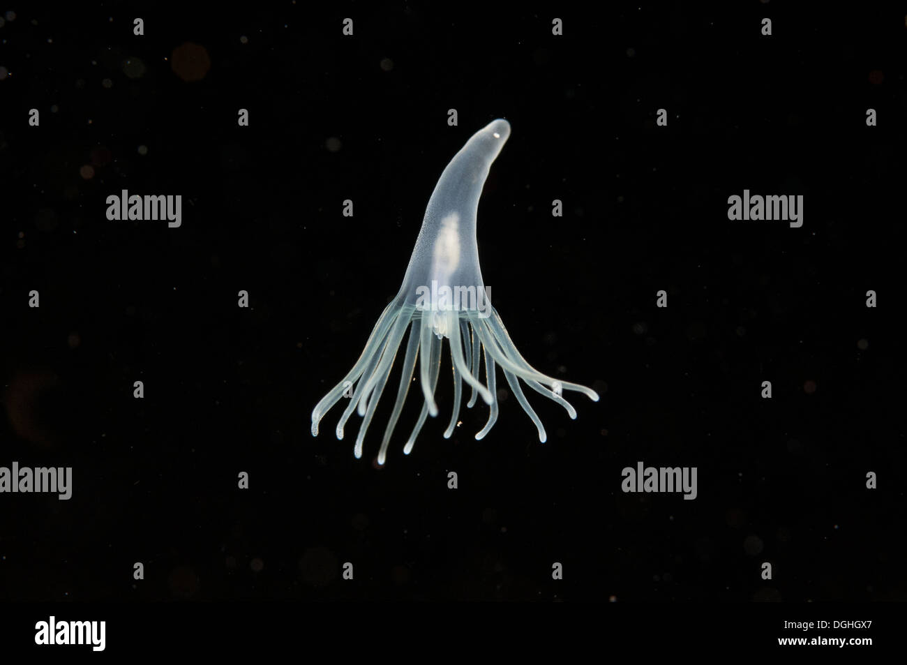 Coral, polyp floating in water column at night, Seraya, Bali, Lesser ...