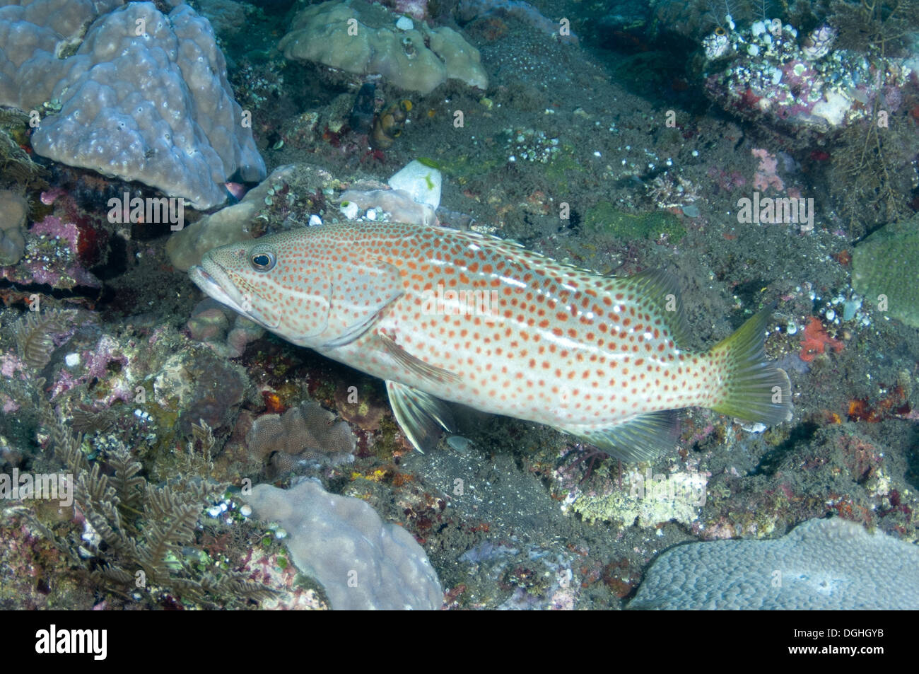 White-lined Grouper (Anyperodon leucogrammicus) adult swimming inside ...
