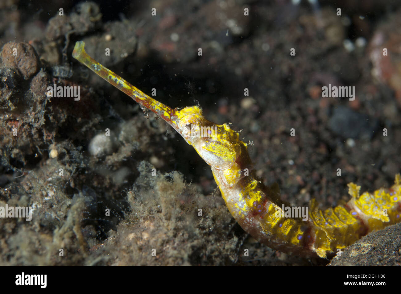 Halicampus hi-res stock photography and images - Alamy