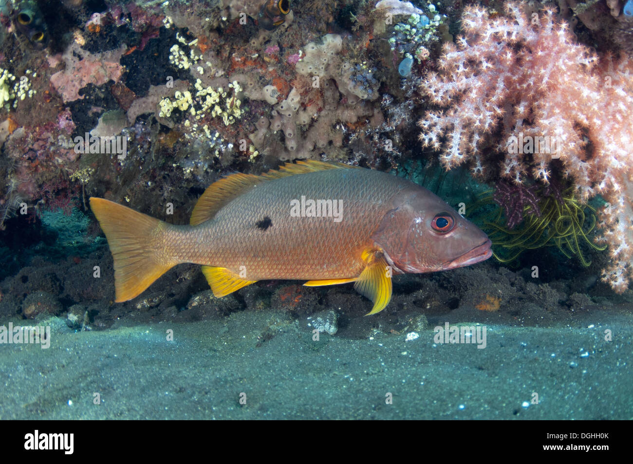One-spot Snapper (Lutjanus monostigma) adult swimming at shipwreck USAT ...
