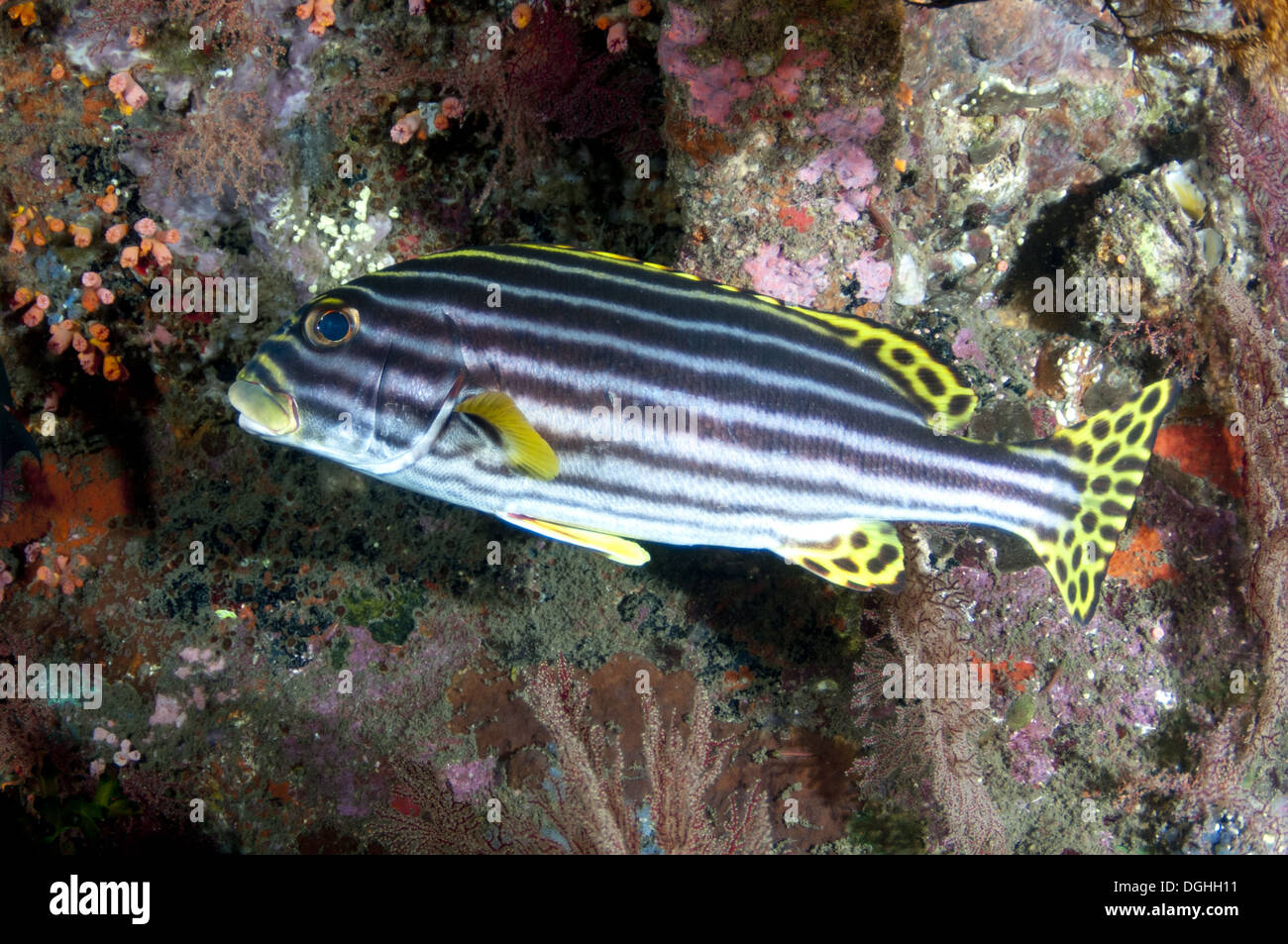 Adult oriental sweetlips fish hi-res stock photography and images - Alamy