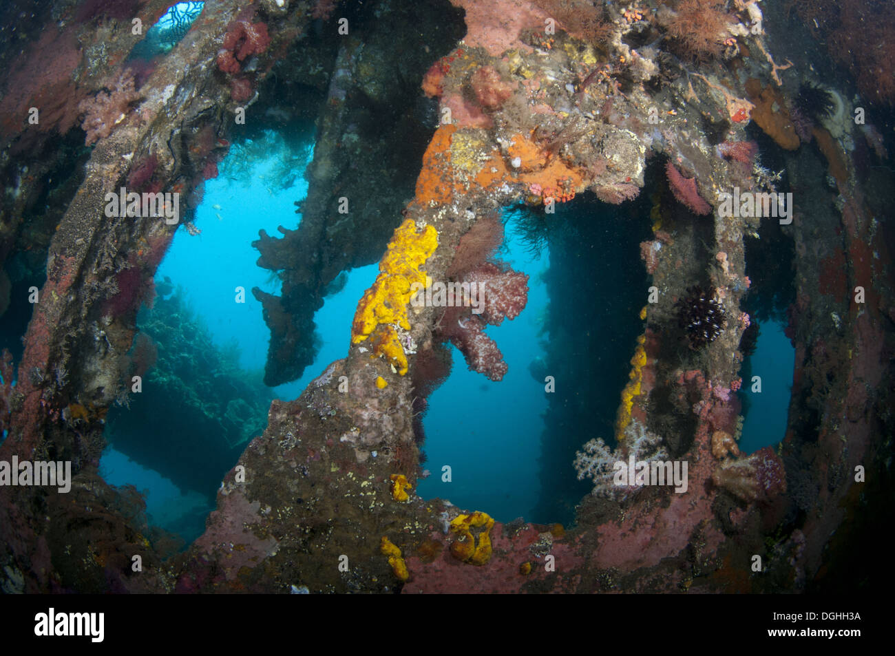 Interior of coral encrusted shipwreck USAT Liberty (US Army transport ...