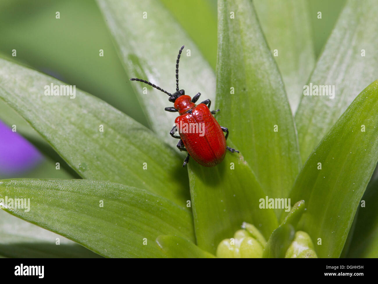 Scarlet Lily Beetle (Lilioceris lilii) adult, on lily leaf in garden ...