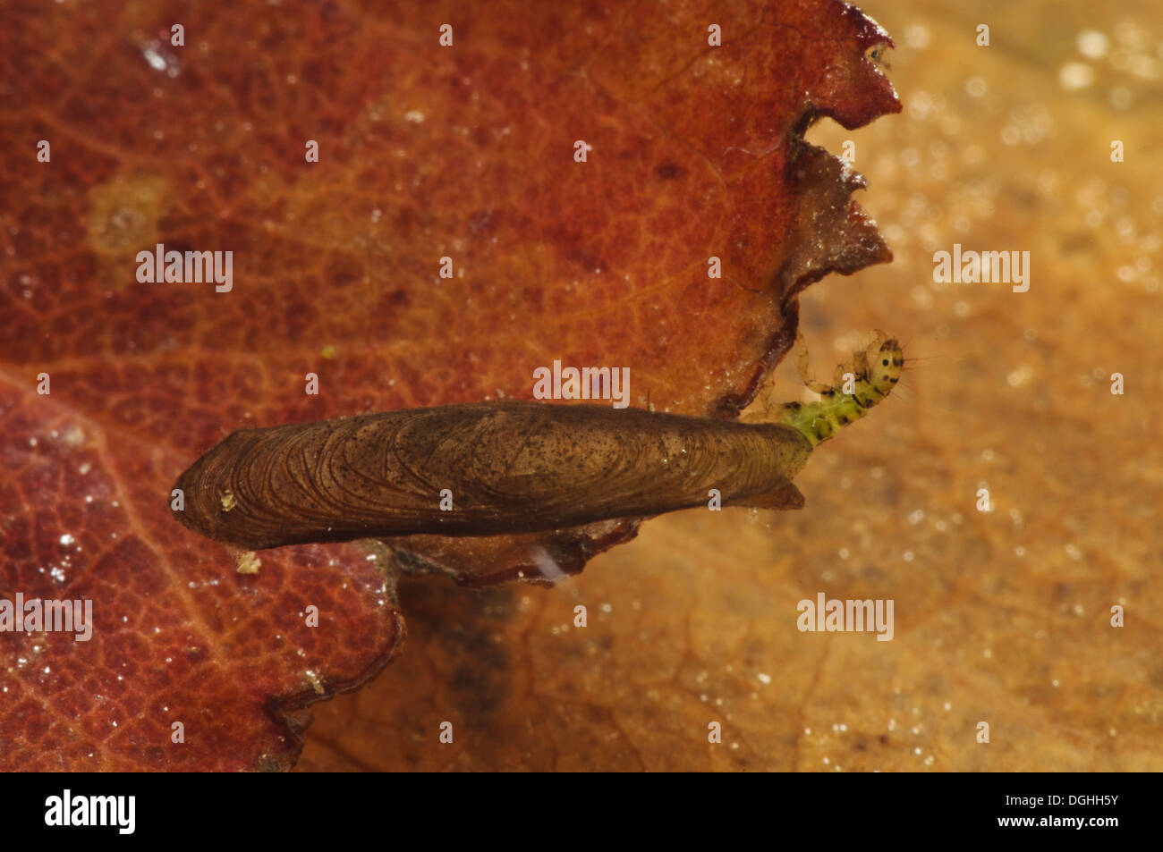 Salt-and-pepper Microcaddisfly (Agraylea multipunctata) larva final ...