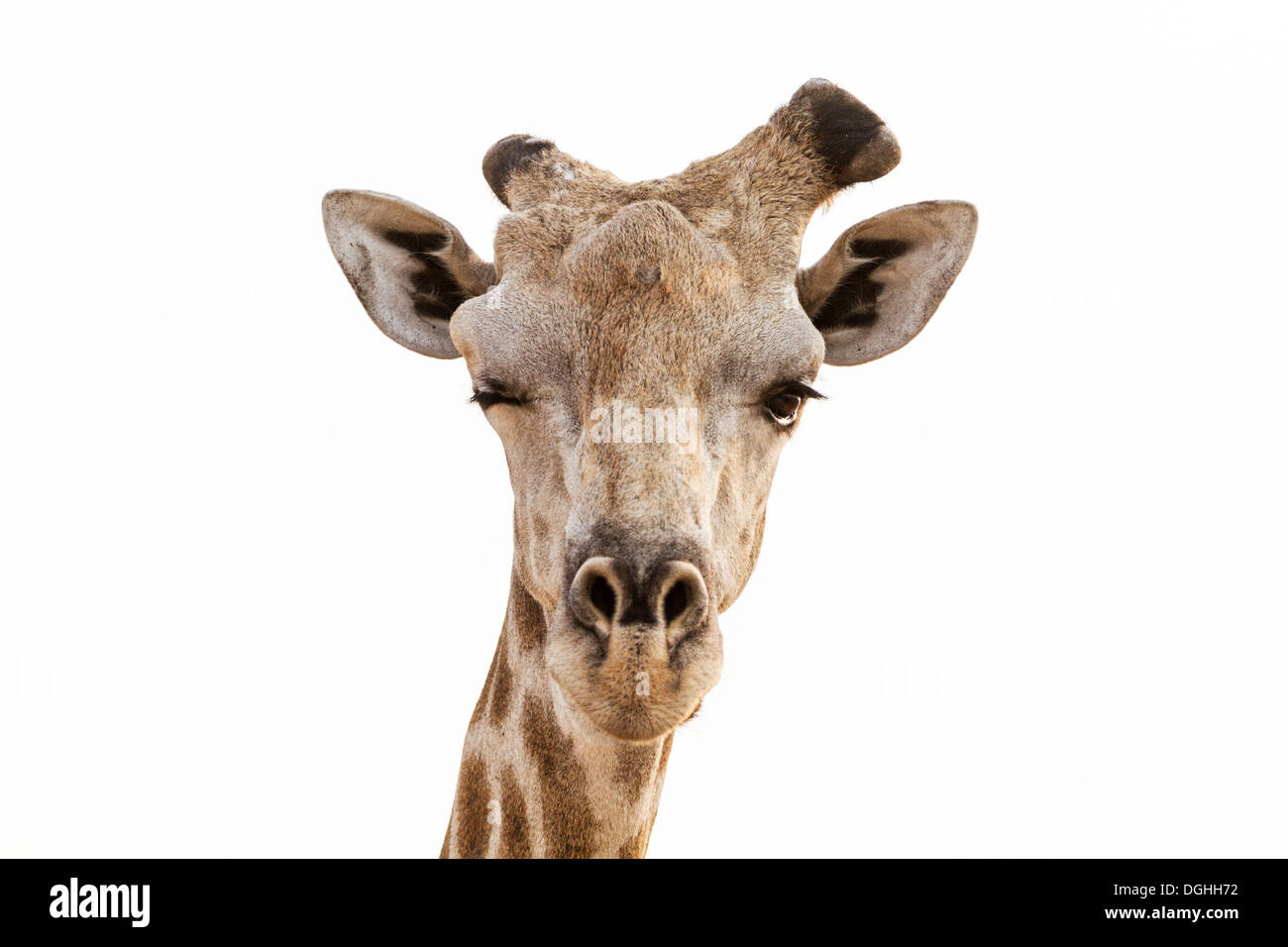 Close-up of adult male Giraffe winking, Chobe National Park, Botswana ...