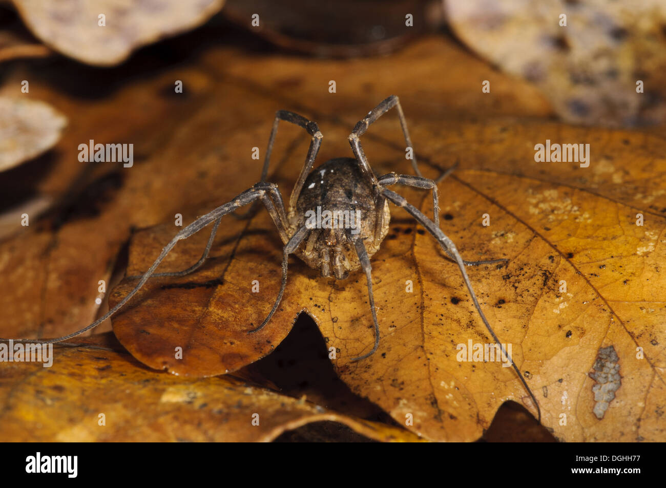 Common Harvestman (Paroligolophus agrestis) adult amongst leaf litter ...