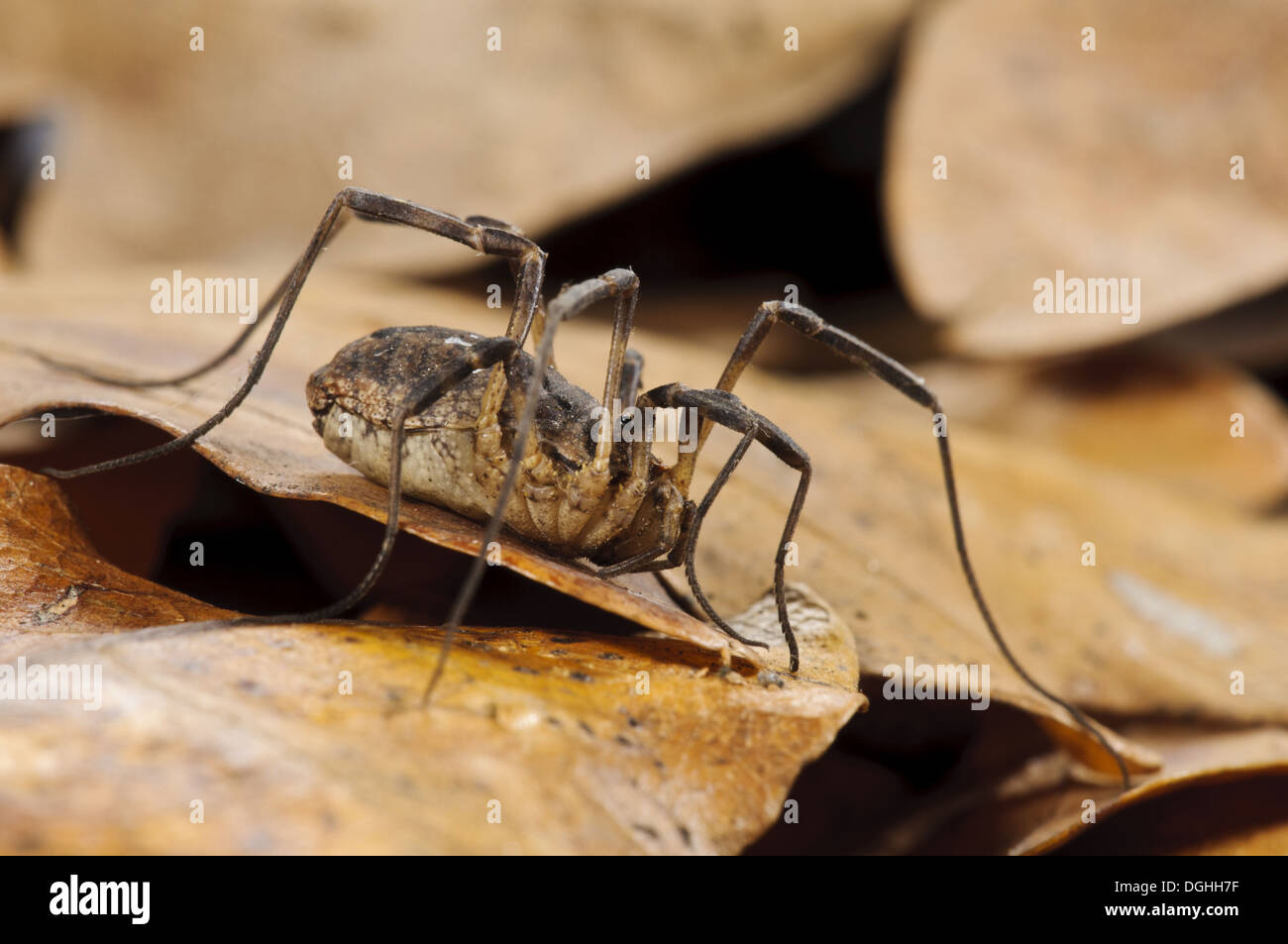 Common Harvestman (Paroligolophus agrestis) adult amongst leaf litter ...