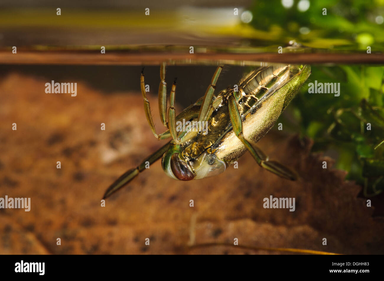 Water boatmen insect uk hi-res stock photography and images - Alamy