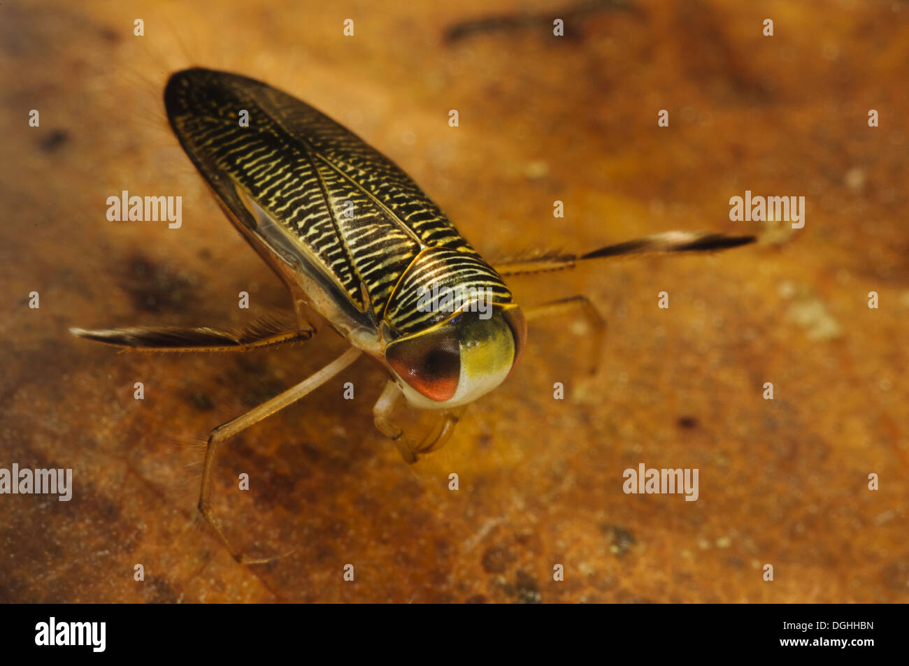 Lesser water boatmen uk hi-res stock photography and images - Alamy