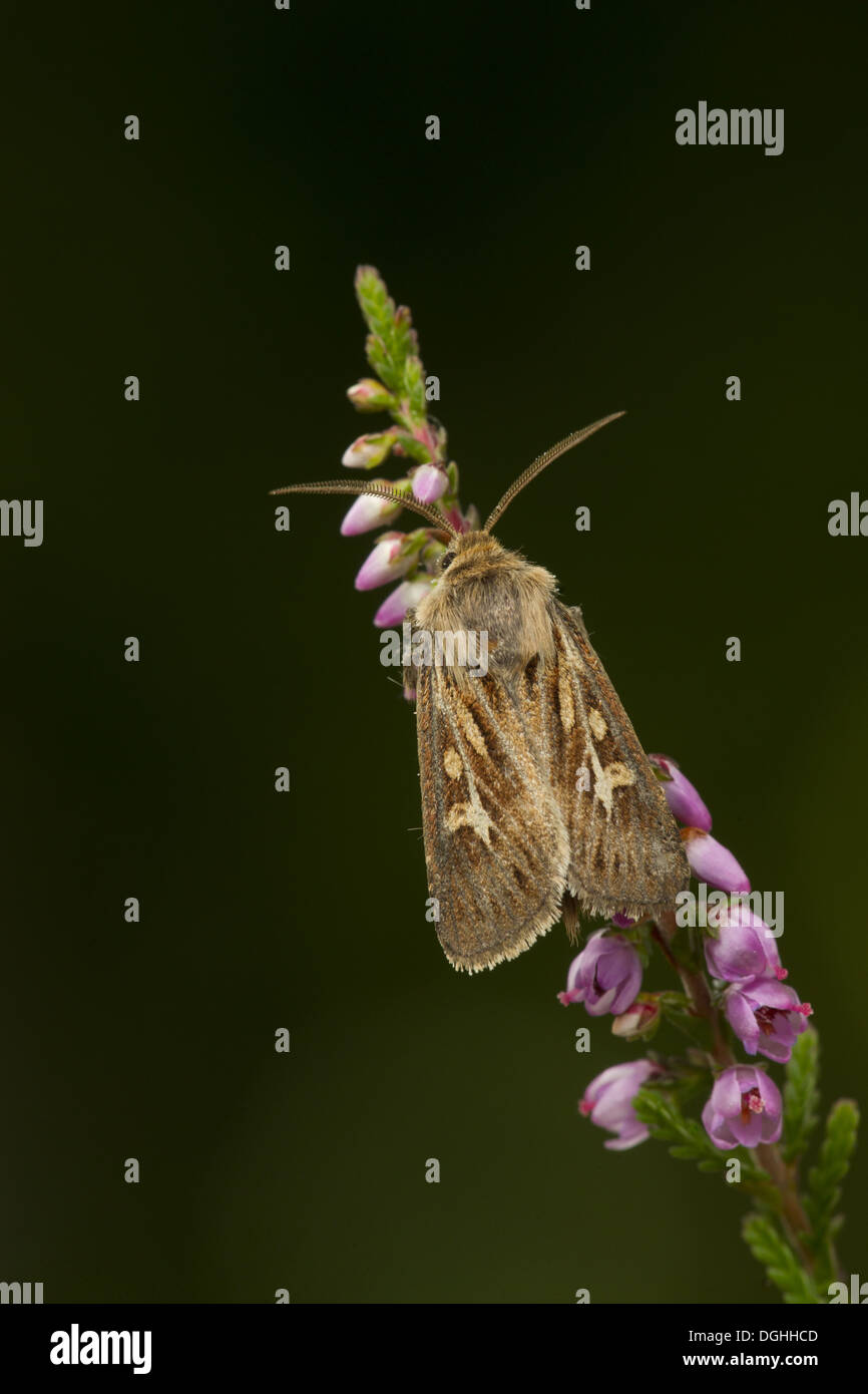 Antler Moth (Cerapteryx graminis) adult, resting on flowering heather ...