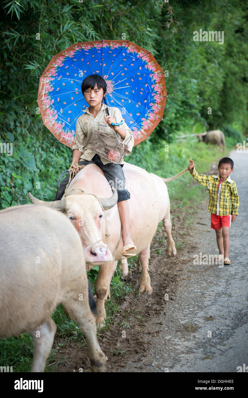 Buffalo Riding High Resolution Stock Photography and Images - Alamy