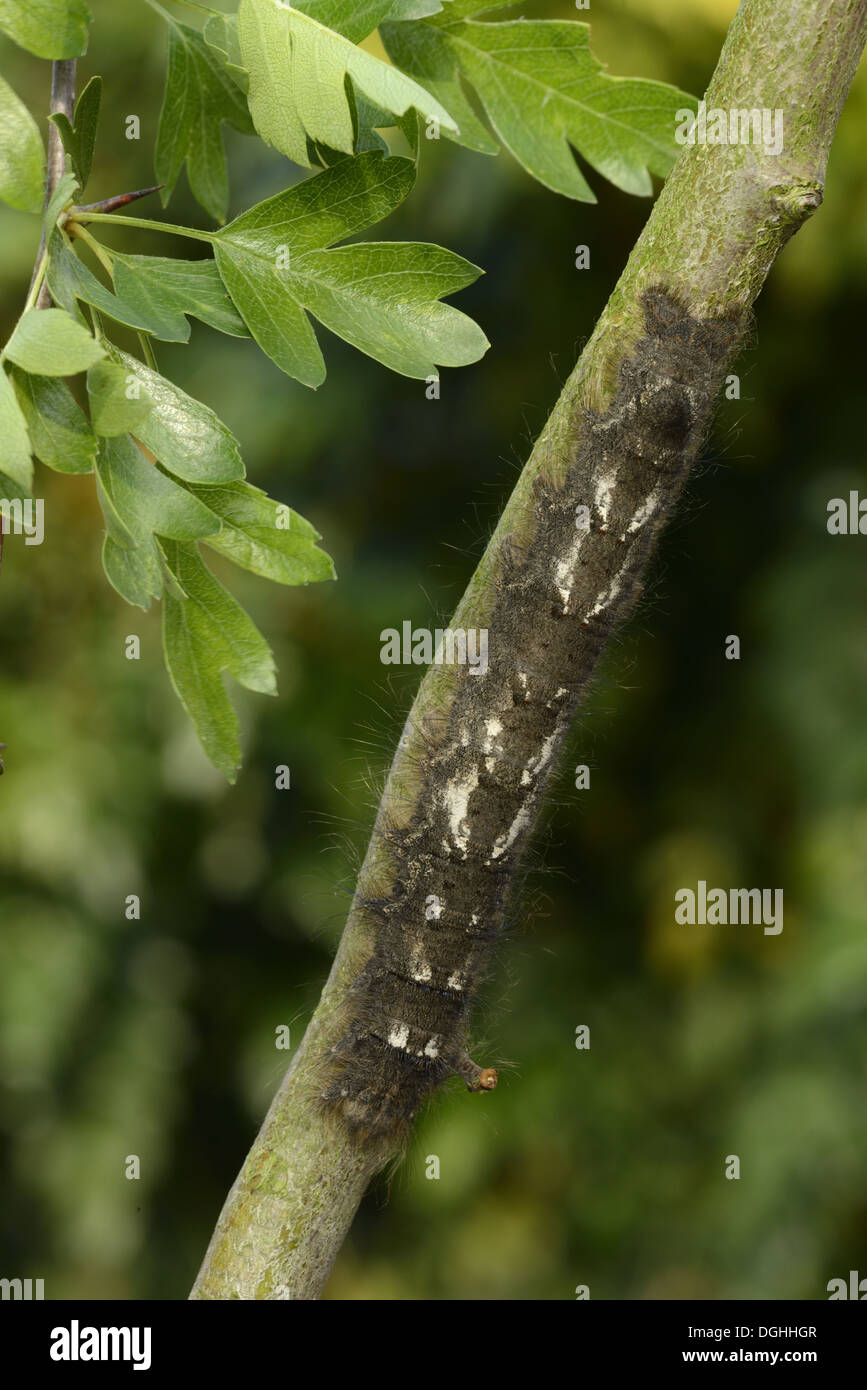 Lappet Moth (Gastropacha quercifolia) full grown larva, on hawthorn ...
