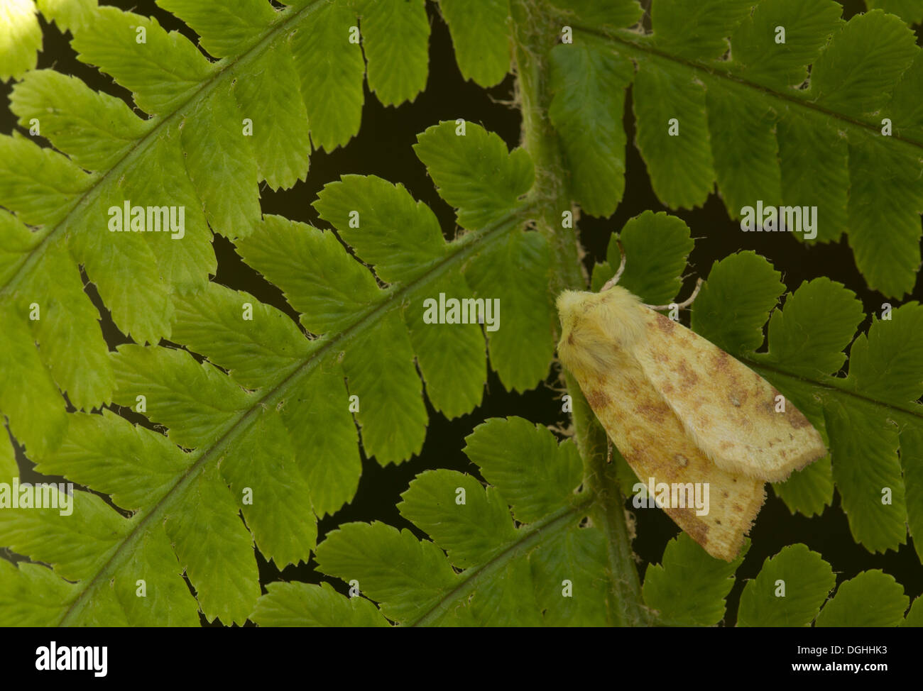 Common Sallow (Xanthia icteritia) adult, resting on fern frond ...