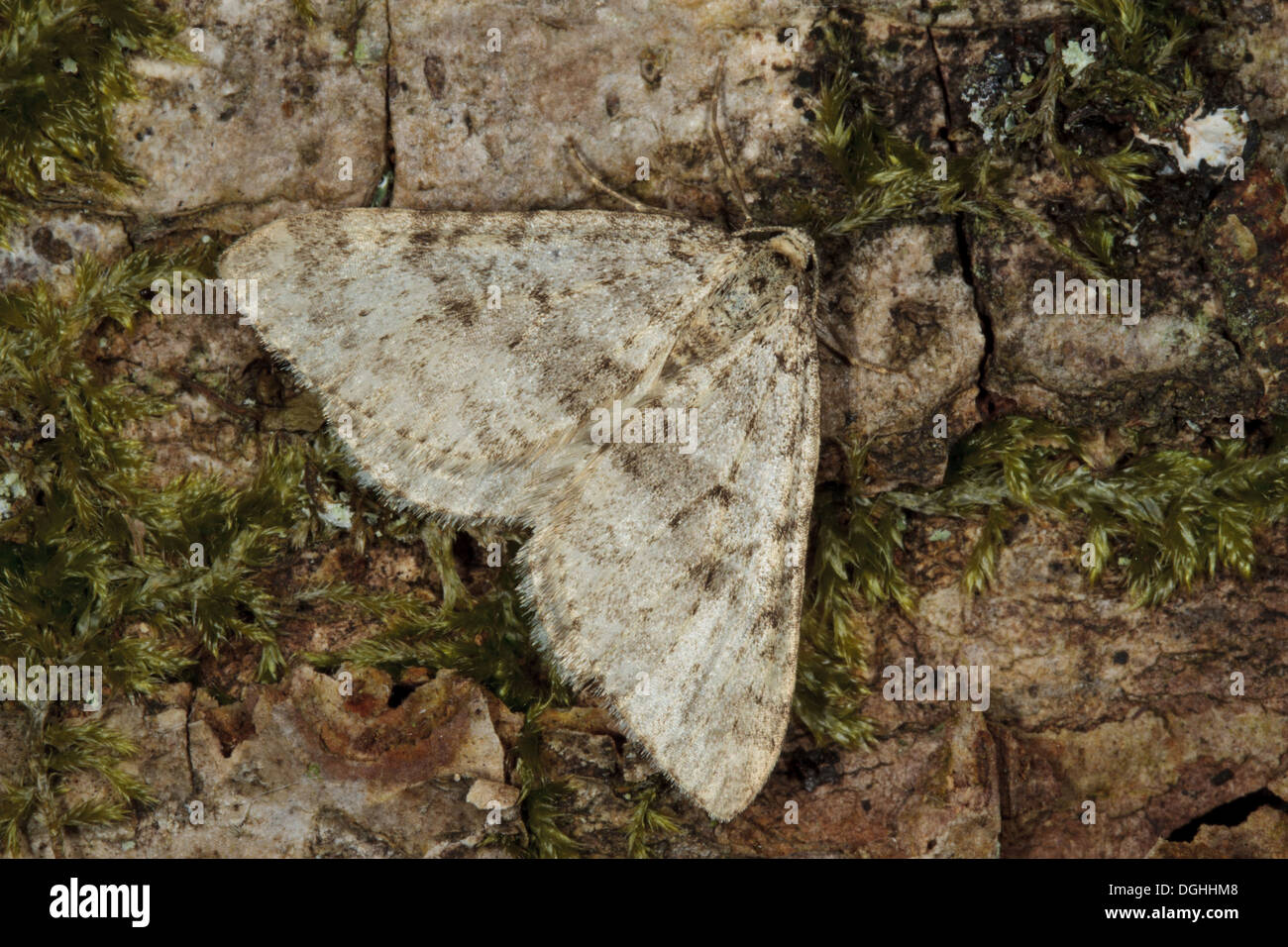 Early Tooth-striped Moth (Trichopteryx carpinata) adult, resting on oak ...