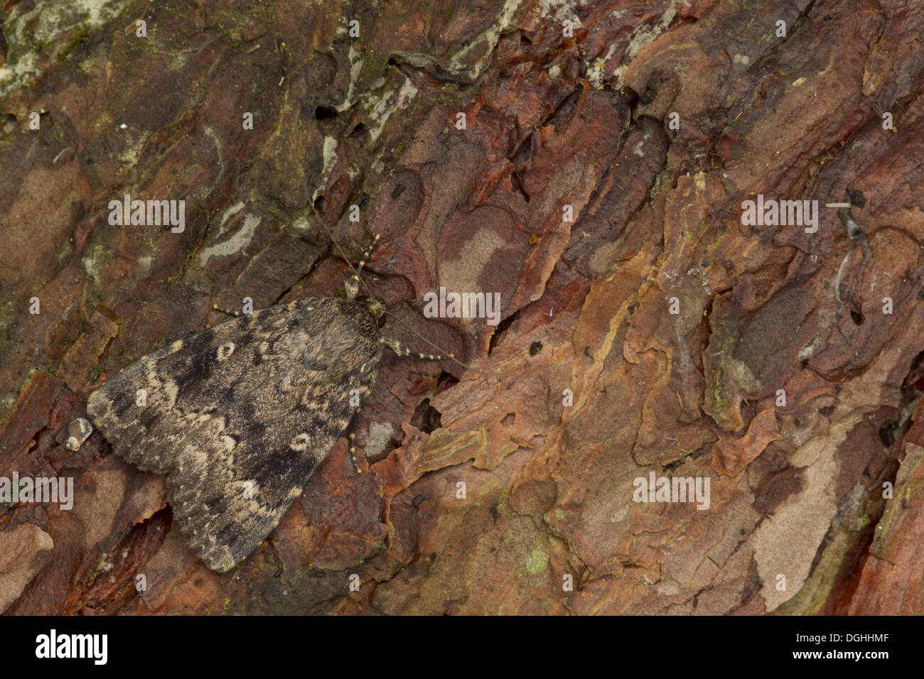 Red Underwing Moth (Catocala nupta) adult, resting on pine bark ...