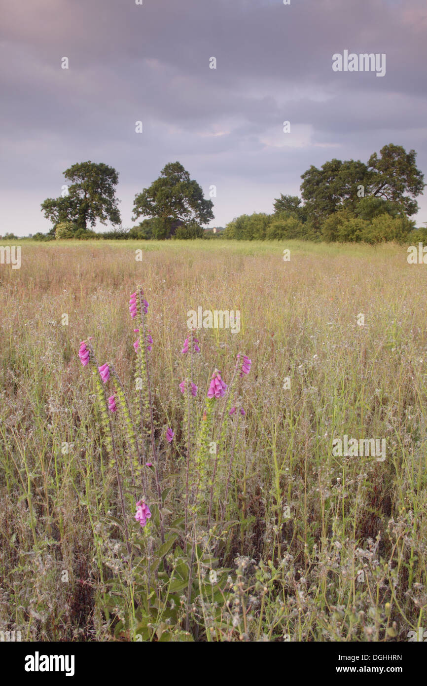 Common Foxglove (Digitalis purpurea) flowering growing on wide field ...