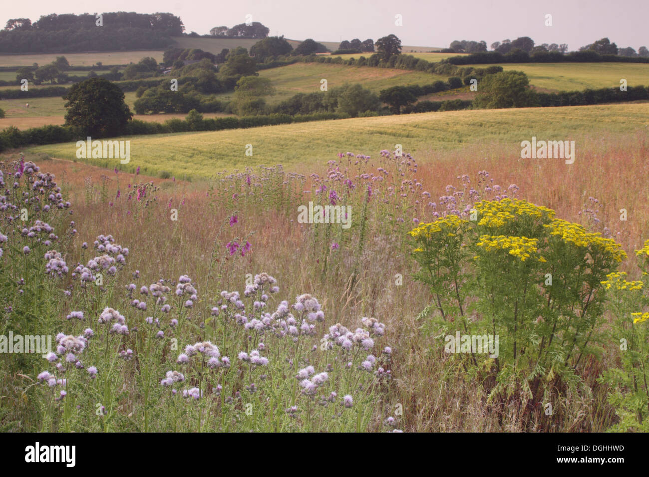 Creeping Thistle (Cirsium arvense) seedheads Common Ragwort (Senecio ...