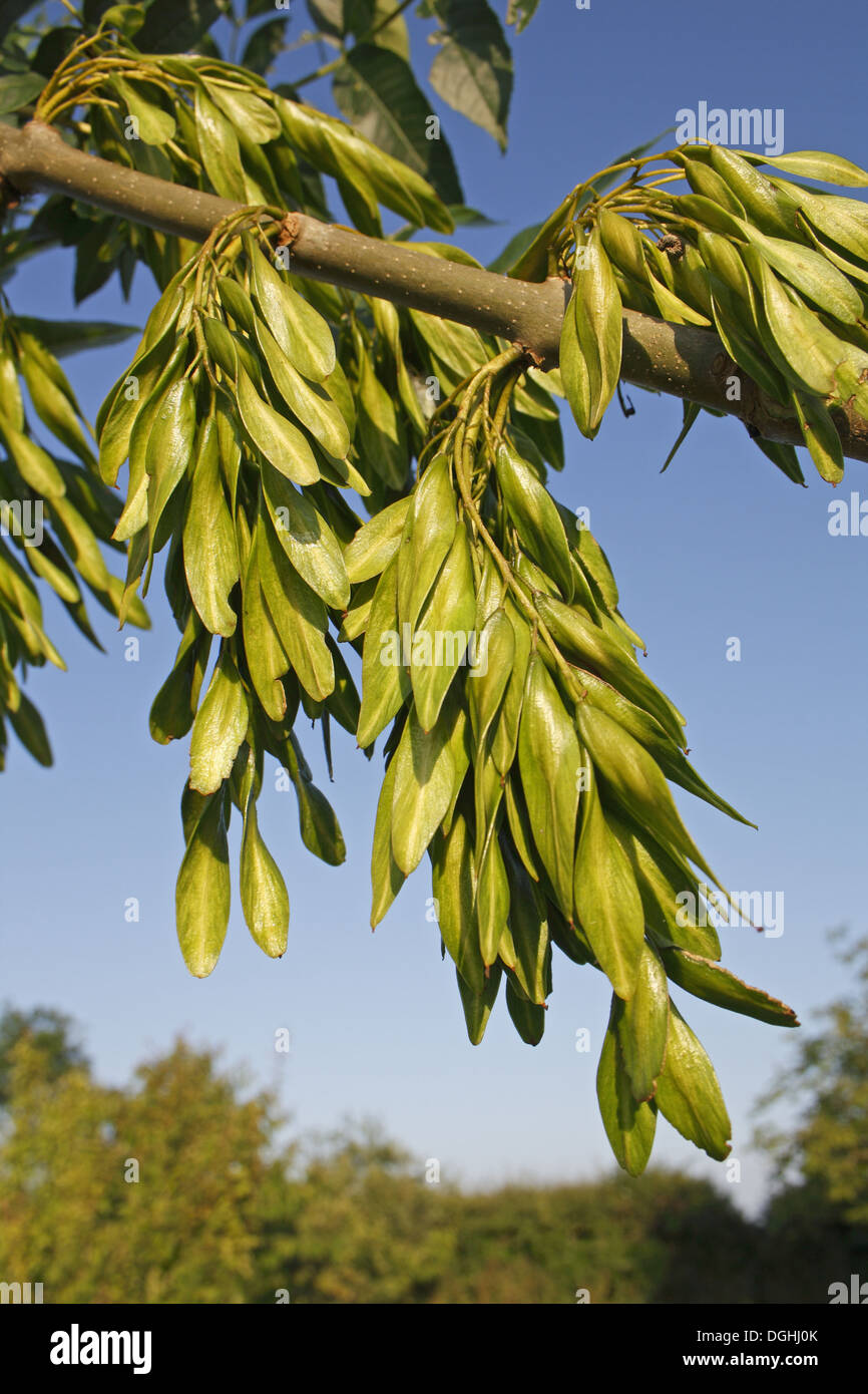 Fraxinus excelsior fruits hi-res stock photography and images - Alamy