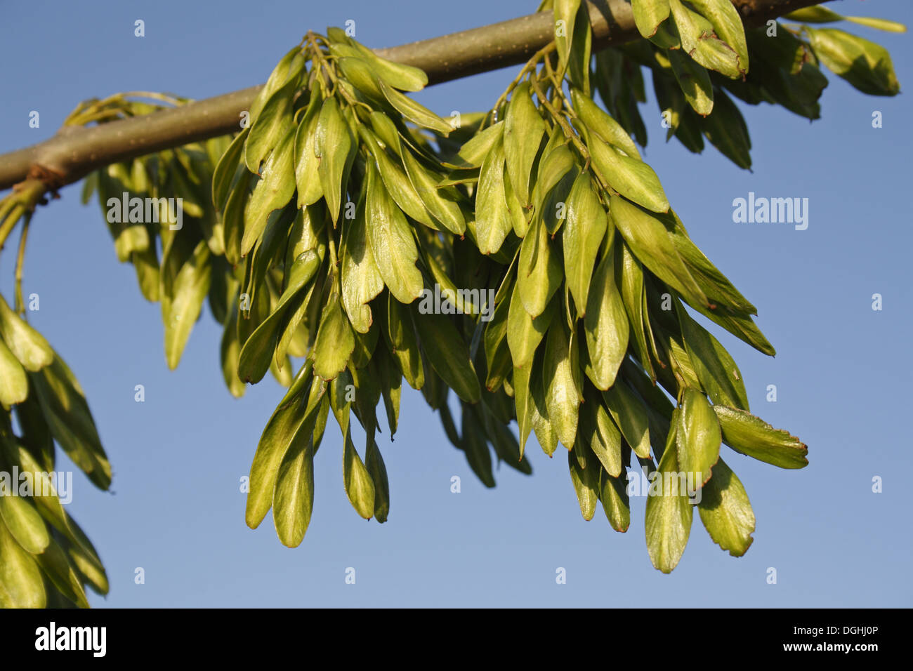 Common Ash (Fraxinus excelsior) close-up of unripe keys (fruit), Bacton ...