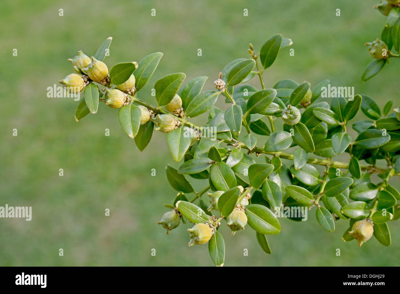 Box (Buxus sempervirens) close-up of fruit and leaves, in garden hedge ...