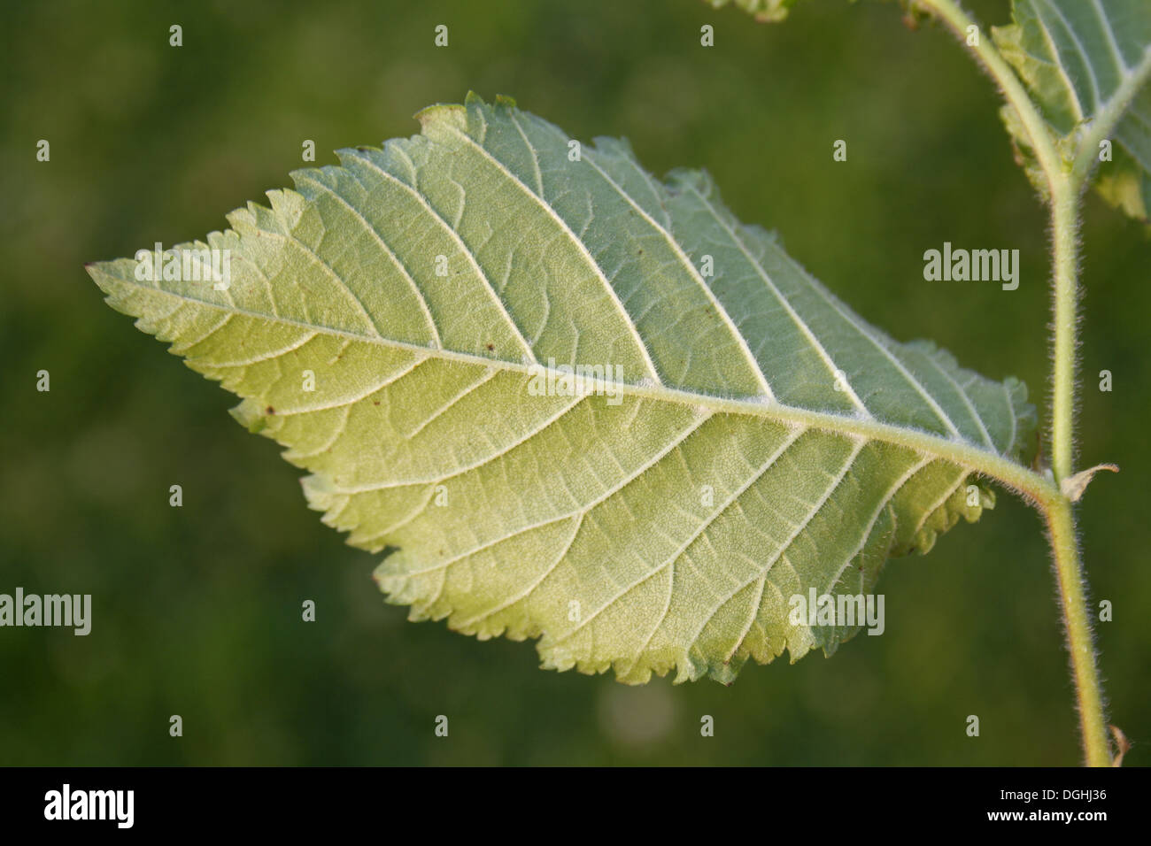 English elm hi-res stock photography and images - Alamy