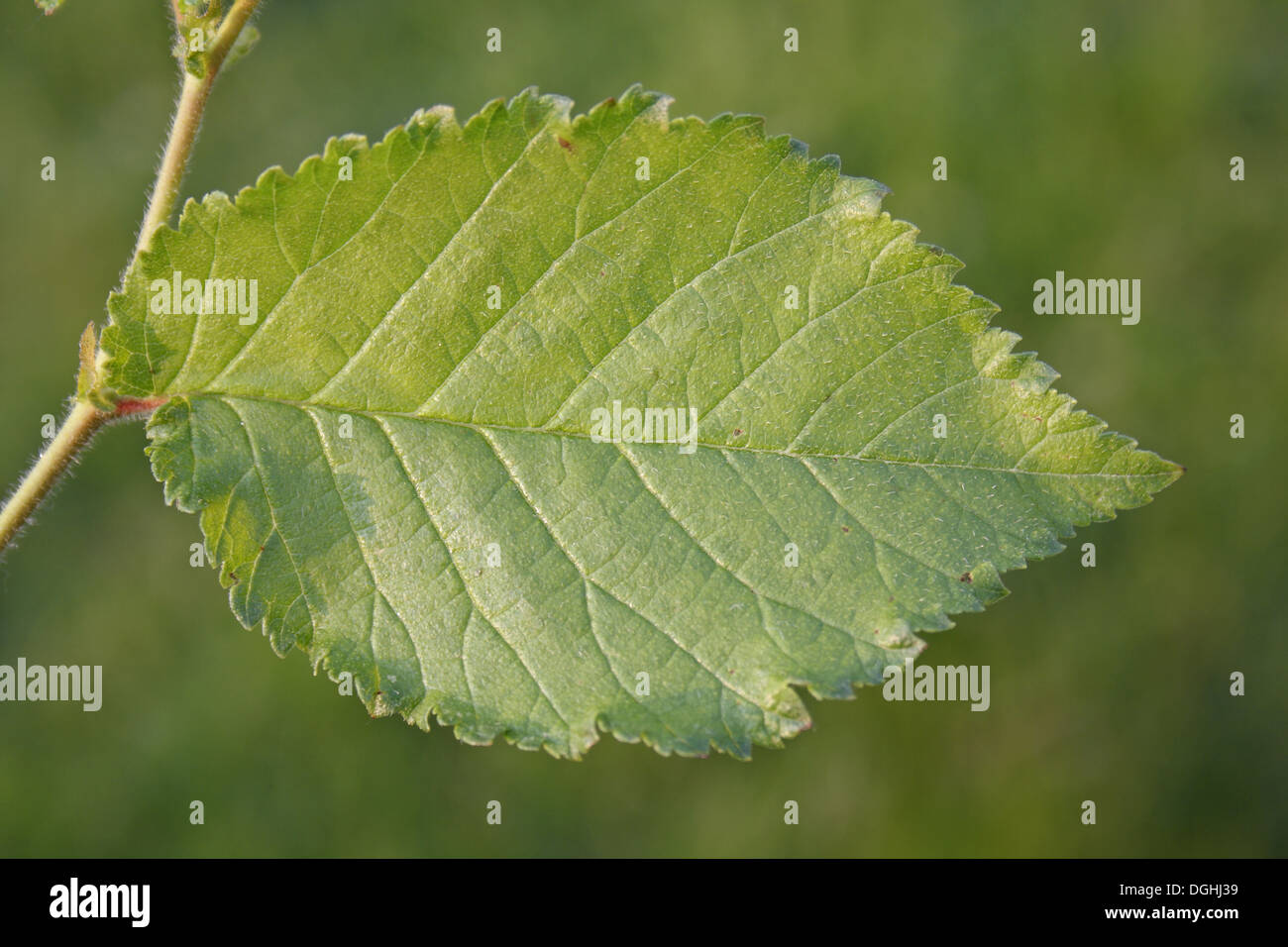 English elm hi-res stock photography and images - Alamy