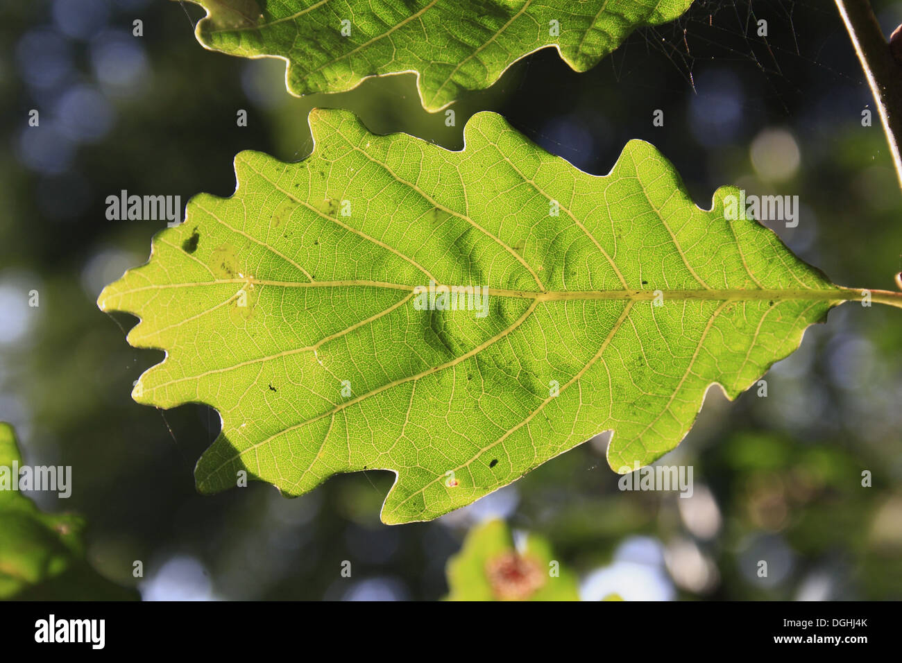 Turkey Oak (Quercus cerris) close-up of leaf underside growing in ...