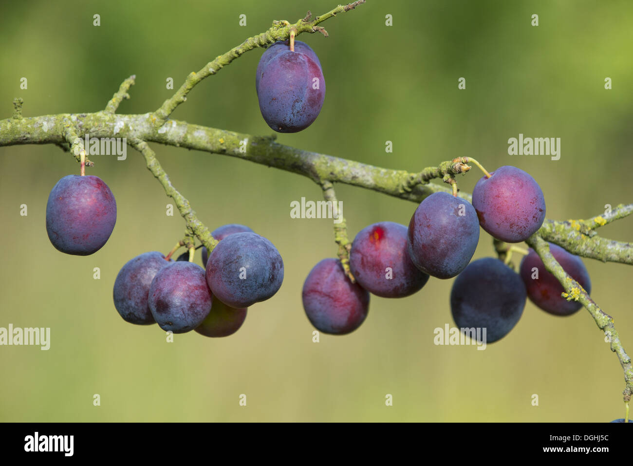 European Plum Prunus Domestica Rosaceae High Resolution Stock ...