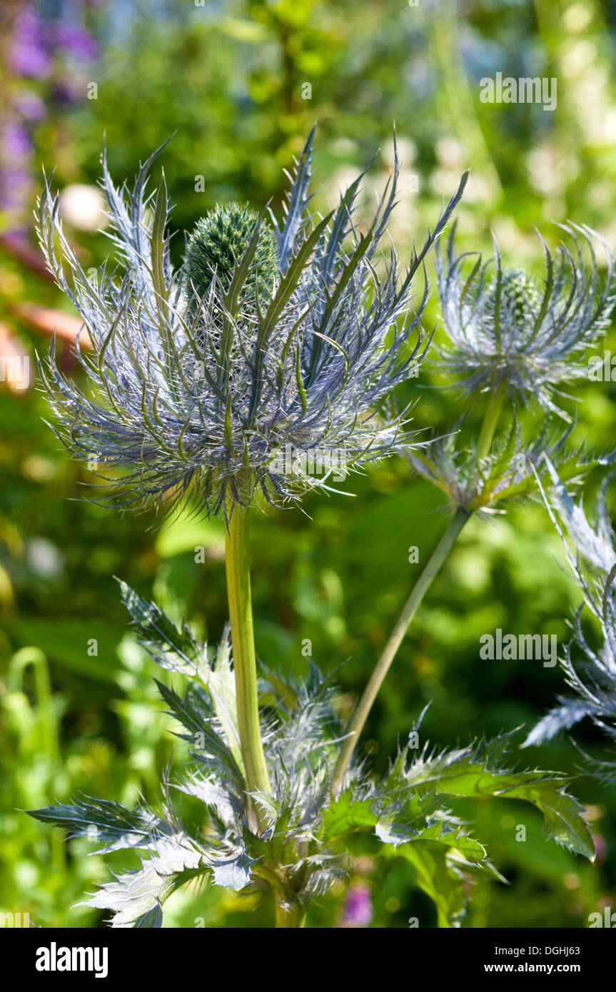 Eryngium giganteum, Mrs Wilmott's Ghost Thistle, Hidcote Manor Gardens ...