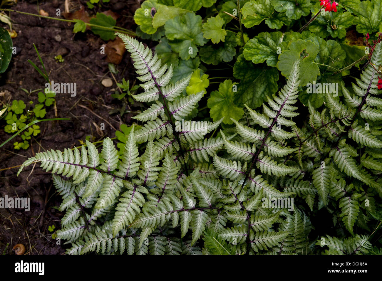 Japanese Painted Fern (Athyrium nipponicum) 'Pictum', close-up of ...