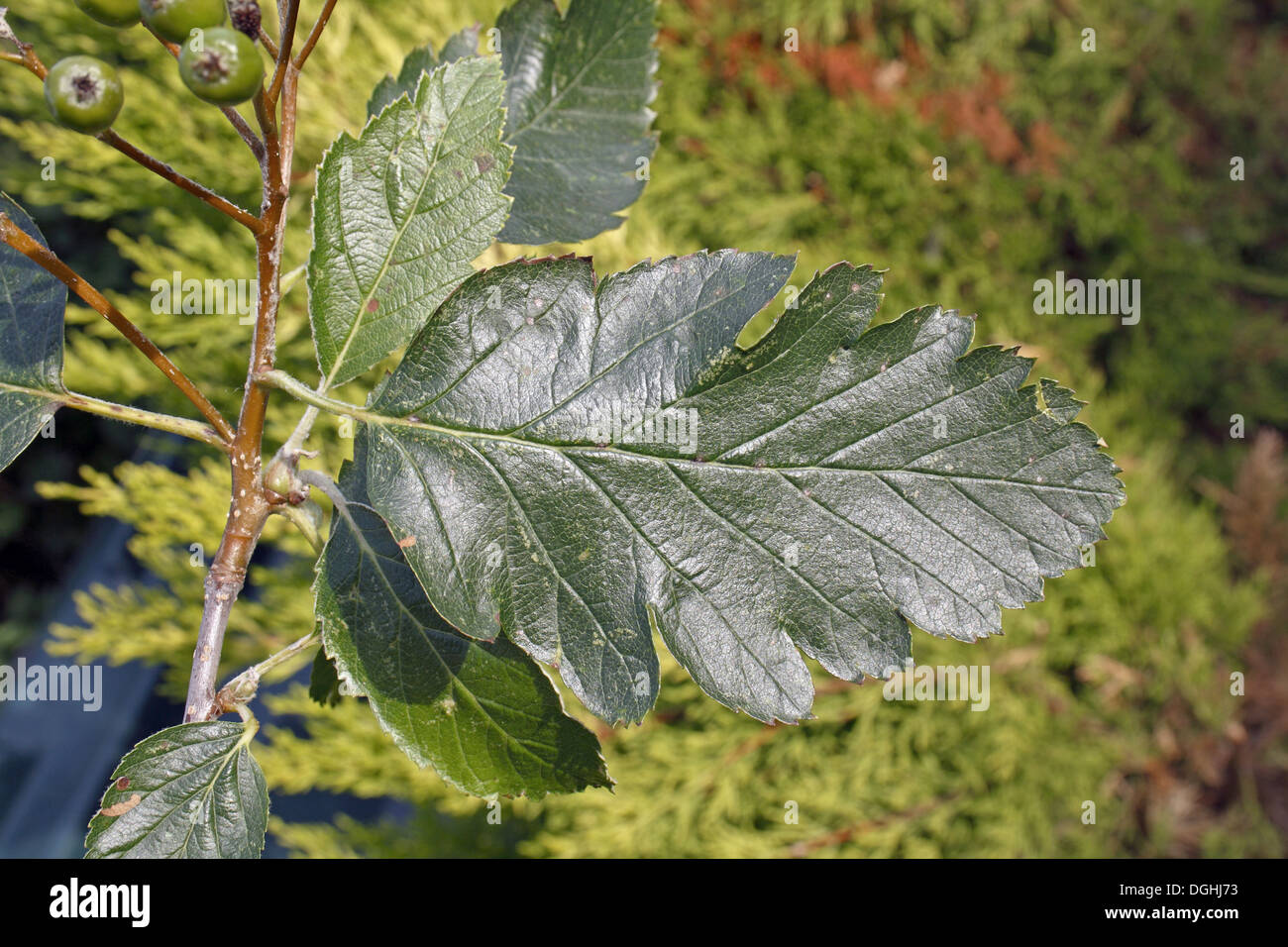 Swedish Whitebeam (Sorbus intermedia) close-up of leaf, in garden ...