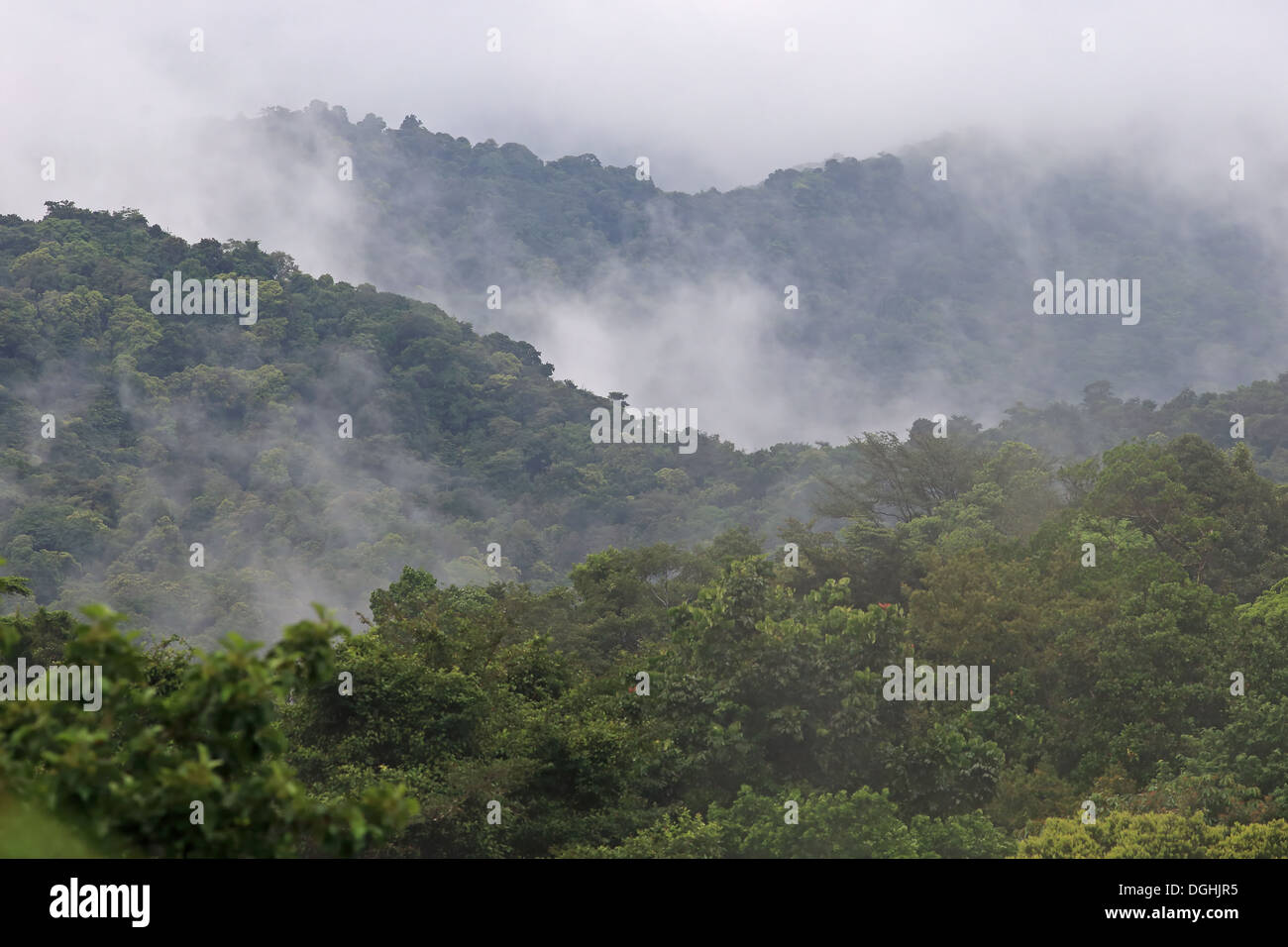 View of mist rising from montane tropical forest habitat, Morne La ...