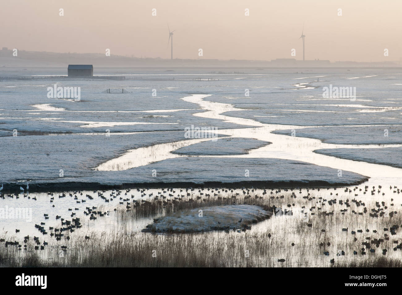 View of frost covered flooded coastal grazing marsh marsh habitat with ...