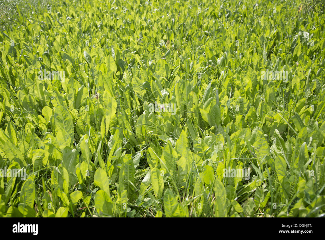 Common chicory farming hi-res stock photography and images - Alamy