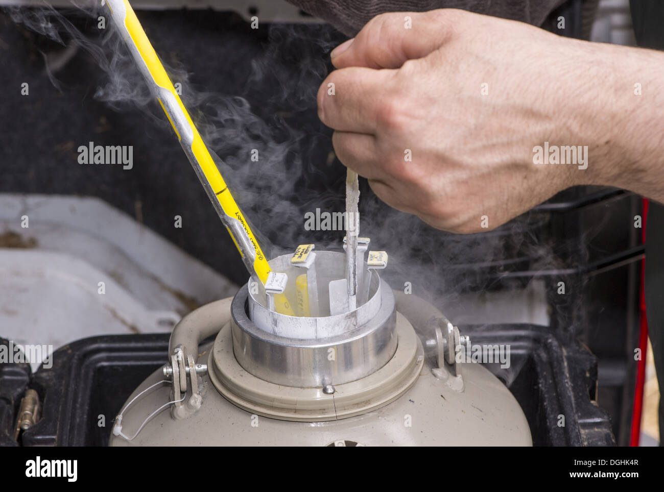 Cattle farming removing straws of embryos from flask containing liquid ...