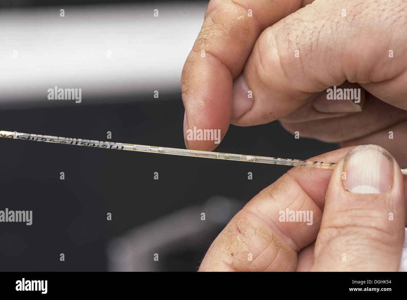 Cattle farming, straw containing embryo for embryo transfer to ...