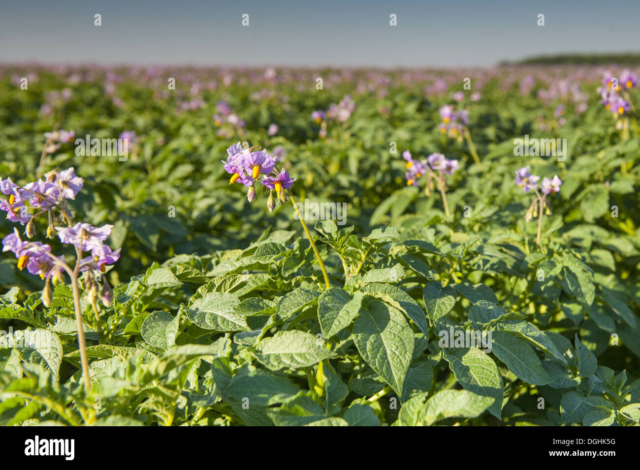 Lady rosetta potatoes hi-res stock photography and images - Alamy