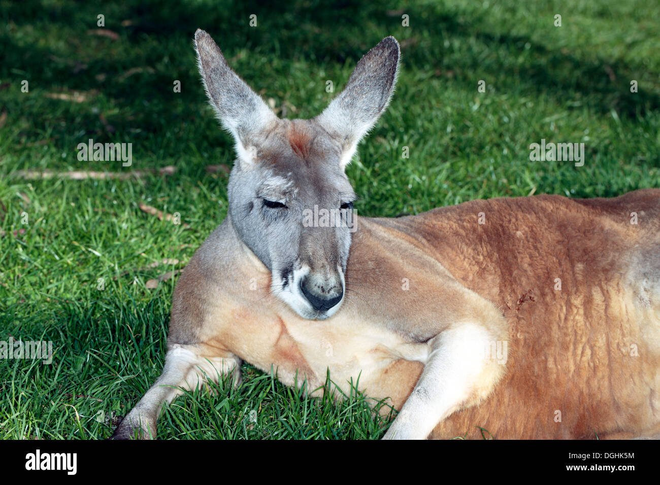 Australian native fauna hi-res stock photography and images - Alamy