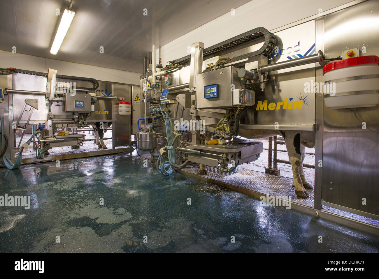 Dairy farming, dairy cows being milked in Fullwood Merlin robotic ...