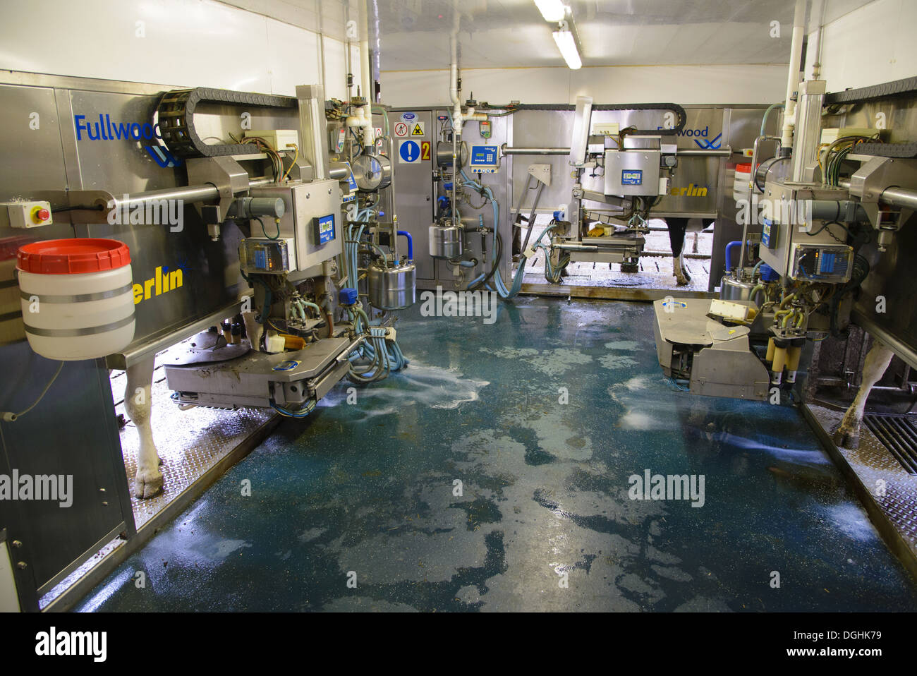 Dairy farming, dairy cows being milked in Fullwood Merlin robotic ...