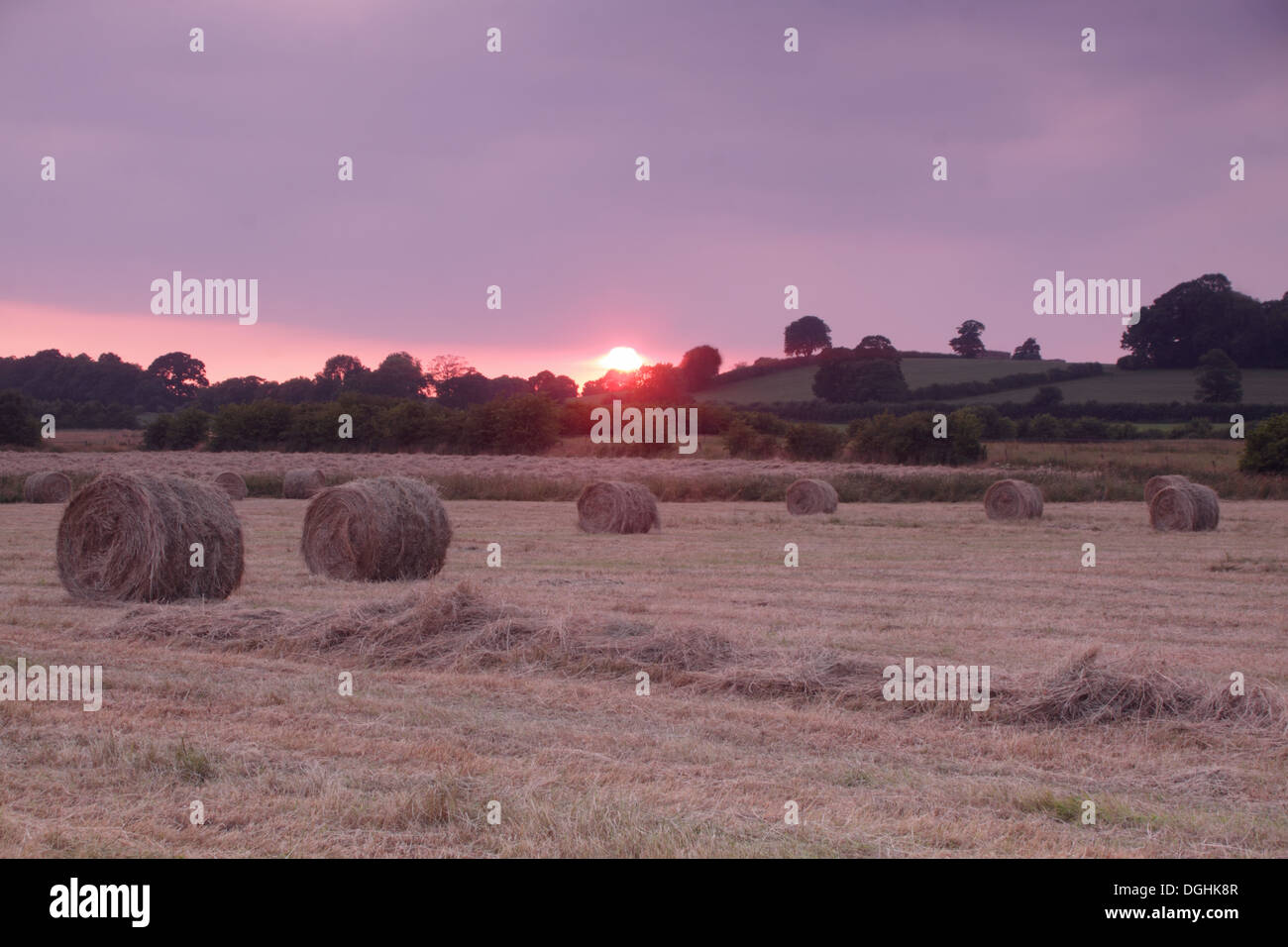 Round hay bales from harvested field of wild grasses at sunset, West ...